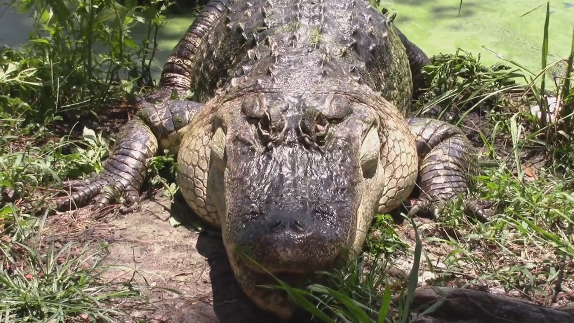 BeachBilly Lifestyle visits Chipley Gator Farm at Orange Hill ...