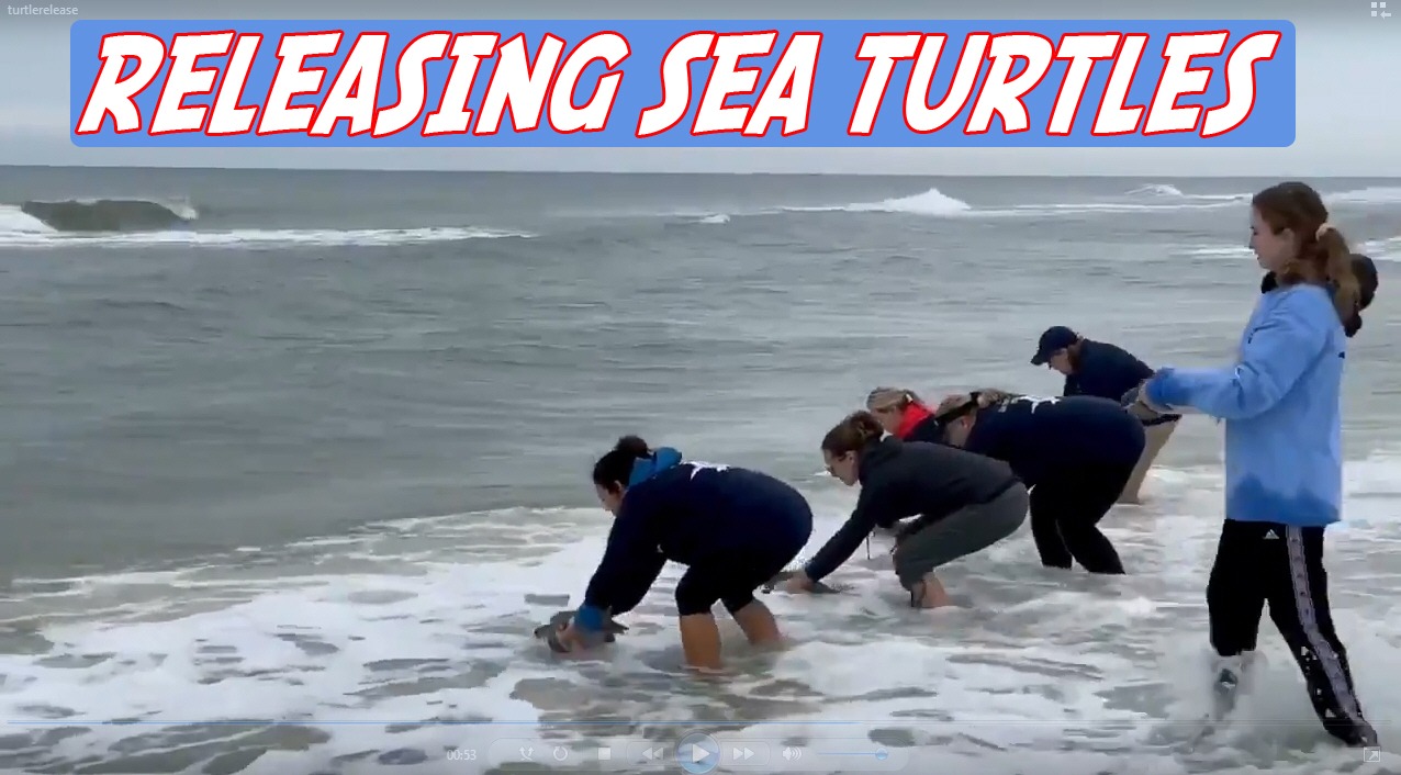 Gulf World Marine Institute releases sea turtles | TV | ROKU | Fire | Apple